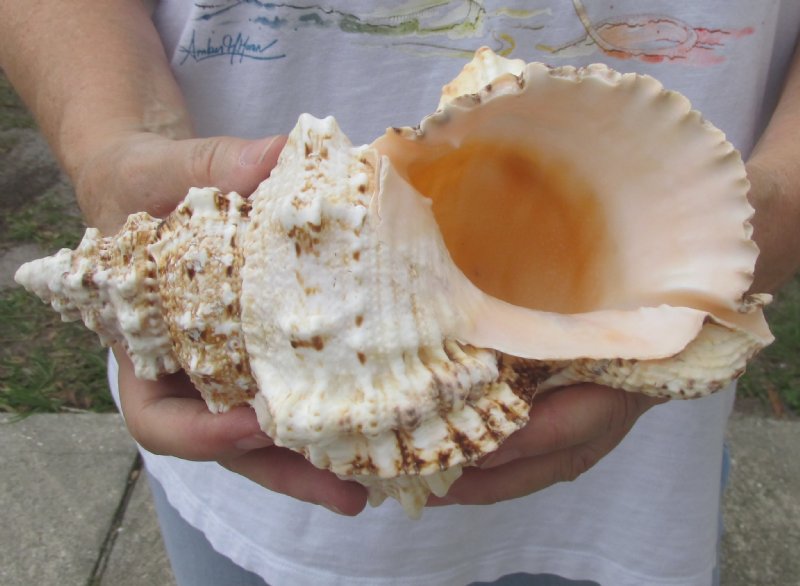 9-1/4 inches Giant Frog Shell, Bursa bubo, - you are buying this shell ...