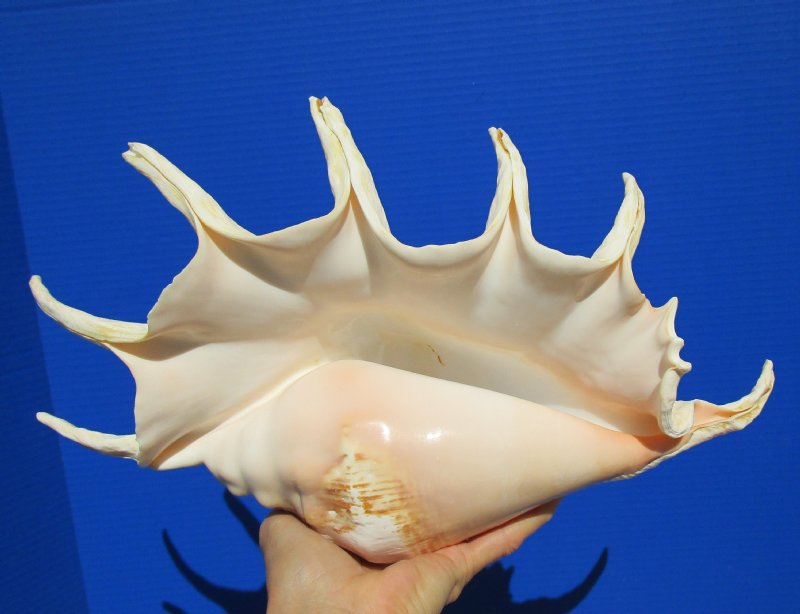 14-1/2 by 8-3/4 inches Extra Large Giant Spider Conch Shell for Sale