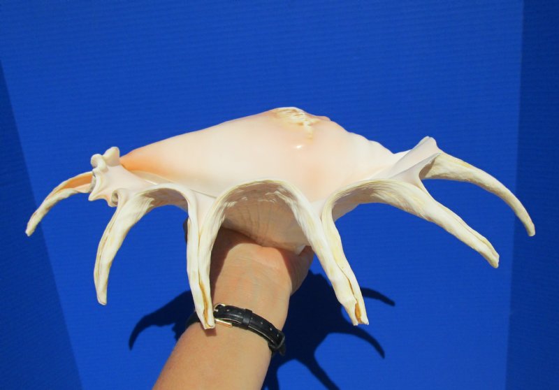 14-1/2 by 8-3/4 inches Extra Large Giant Spider Conch Shell for Sale