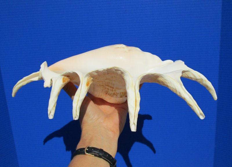 13-3/4 by 8-1/2 inches Pretty Lambis Truncata, Seba's Spider Conch Shell