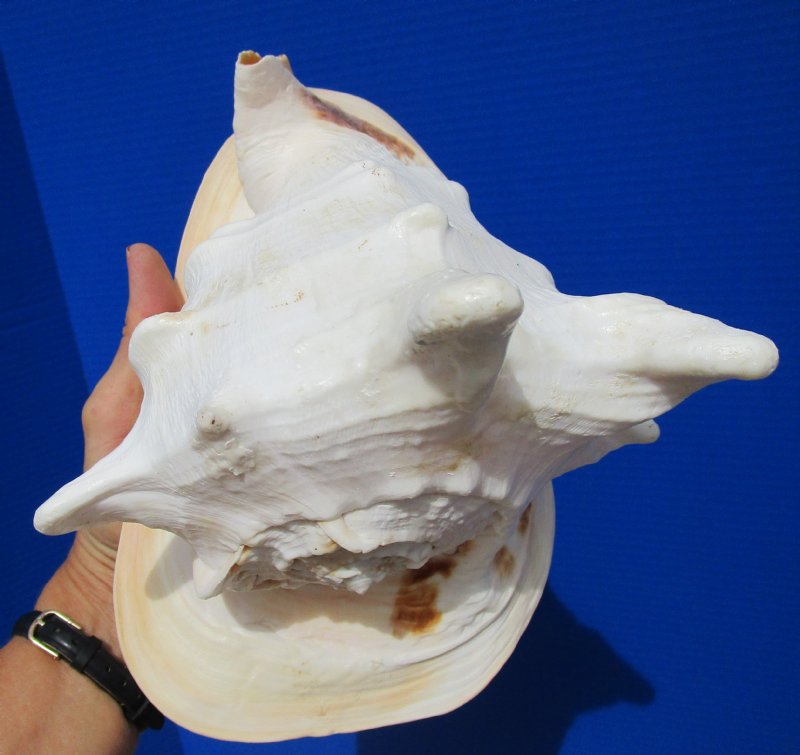 9-3/8 by 7-1/2 inches Beautiful Peach Colored Horned Helmet Shell for Sale,