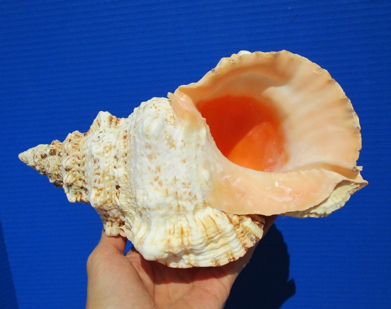 9-1/2 by 6 inches Beautiful Philippine Frog Shell for Sale, Bursa bubo,