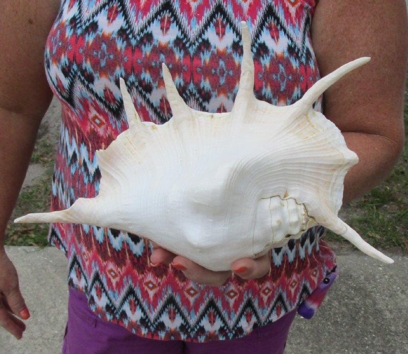 12 inches long Giant Spider Conch Shell for Sale, Lambis truncata