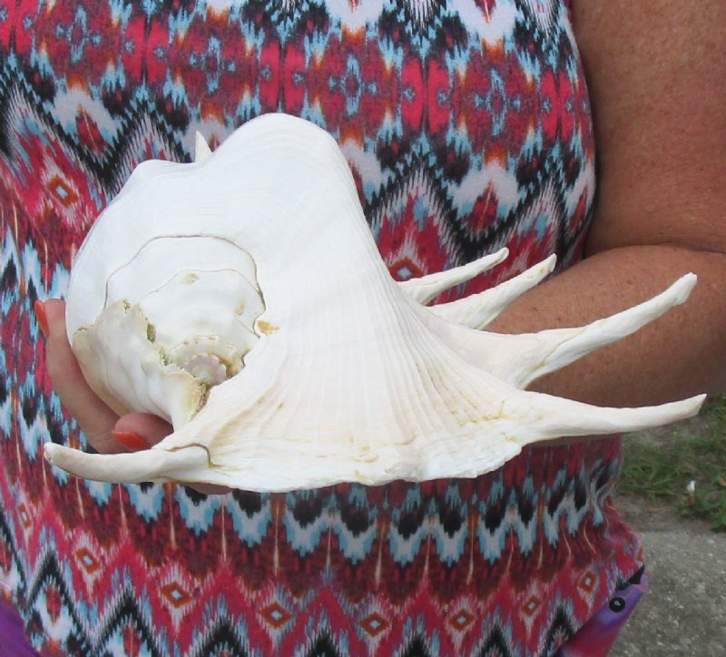 12 inches long Giant Spider Conch Shell for Sale, Lambis truncata