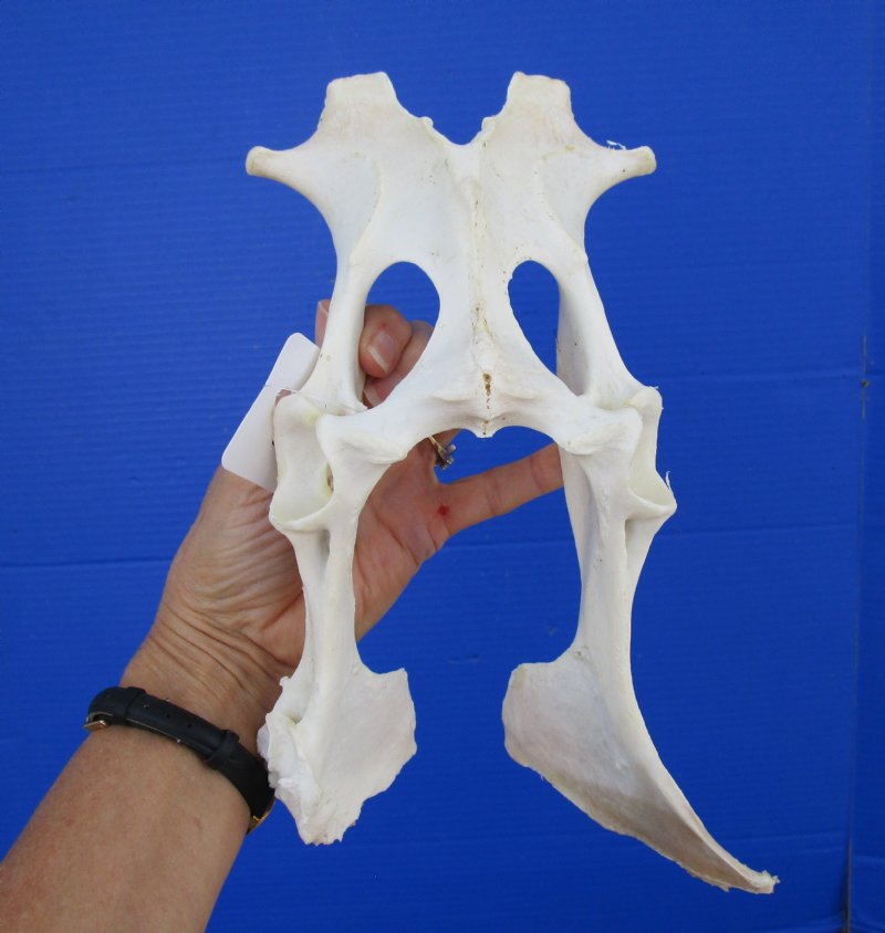 11-1/2 by 6-1/2 inches Real Whitetail Deer Pelvis Bone for Sale
