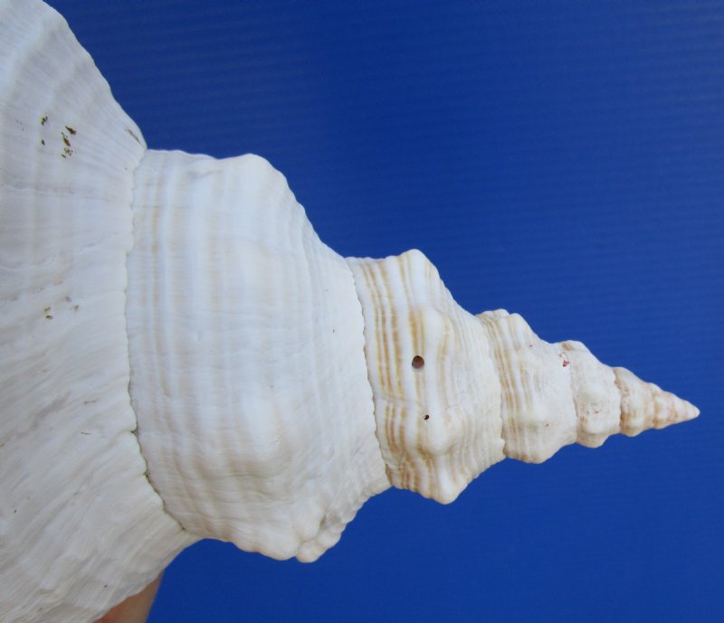 12-1/4 inches Hand Picked Horse Conch Shell for Sale, for shell collecting