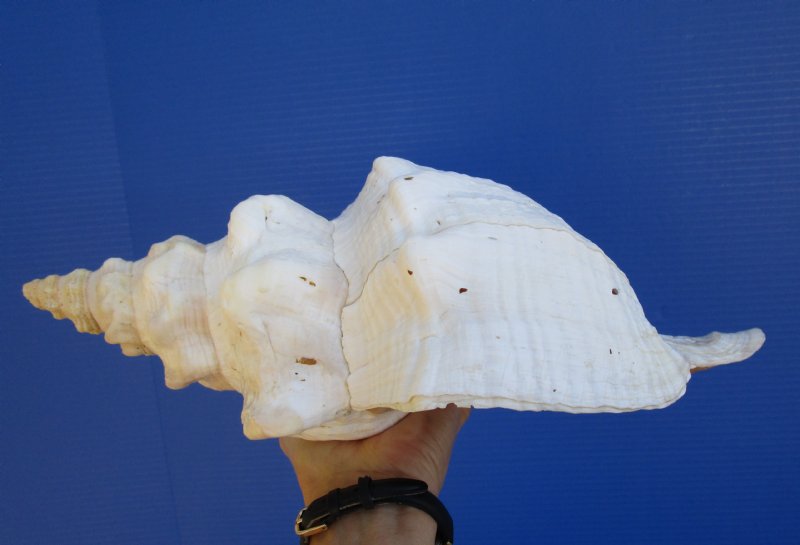 13-1/2 inches Extra Large Horse Conch Shell for Sale