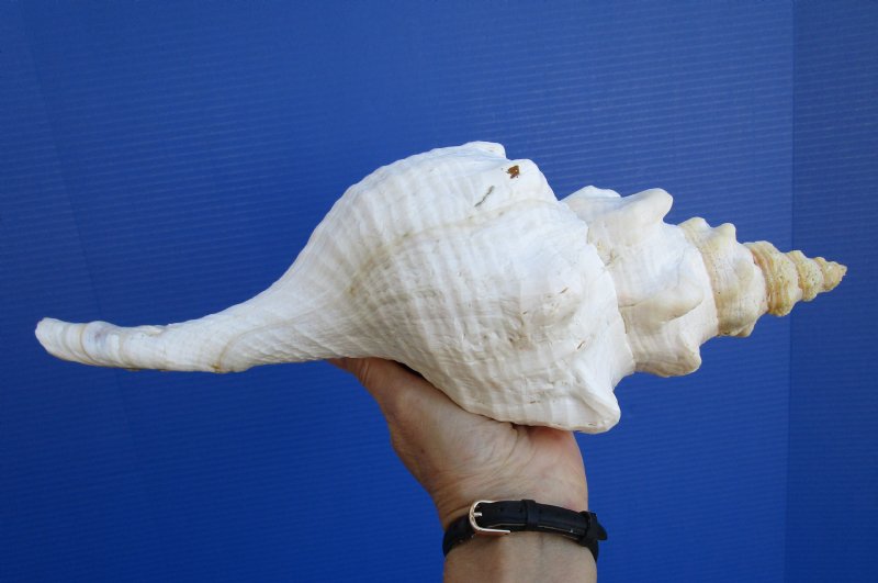 Giant White Conch Shell