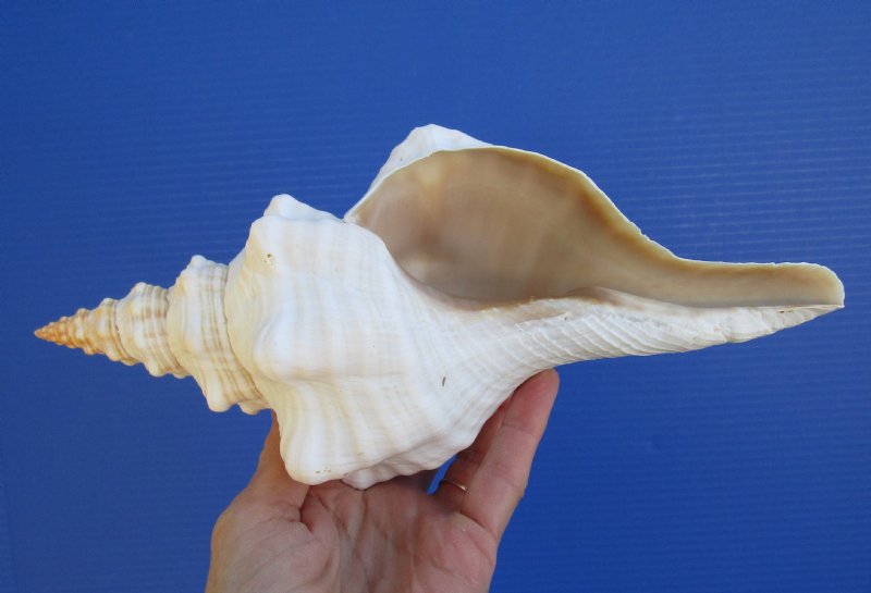 Only $24.99 for 10-1/8 inches Beautiful Real Horse Conch Shell, Hand Picked