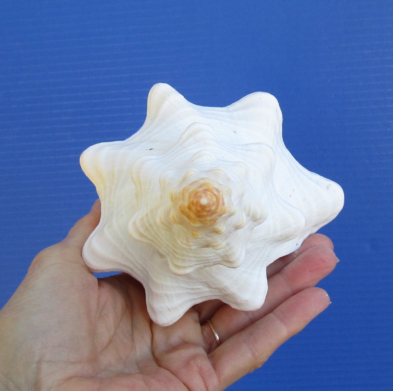 Only $24.99 for 10-1/8 inches Beautiful Real Horse Conch Shell, Hand Picked