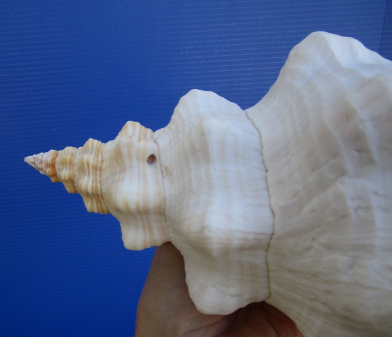 11 inches Georgeous Horse Conch Shell, a Pale Peach Official Seashell ...