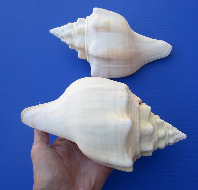 7-7/8 and 7-1/2 inches West Indian Chank Shells for Sale, a Heavy Shell