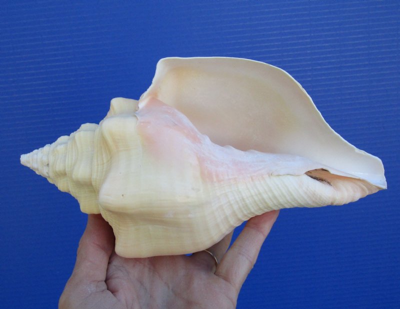 8-1/4 inches Pretty West Indian Chank Shell for Sale