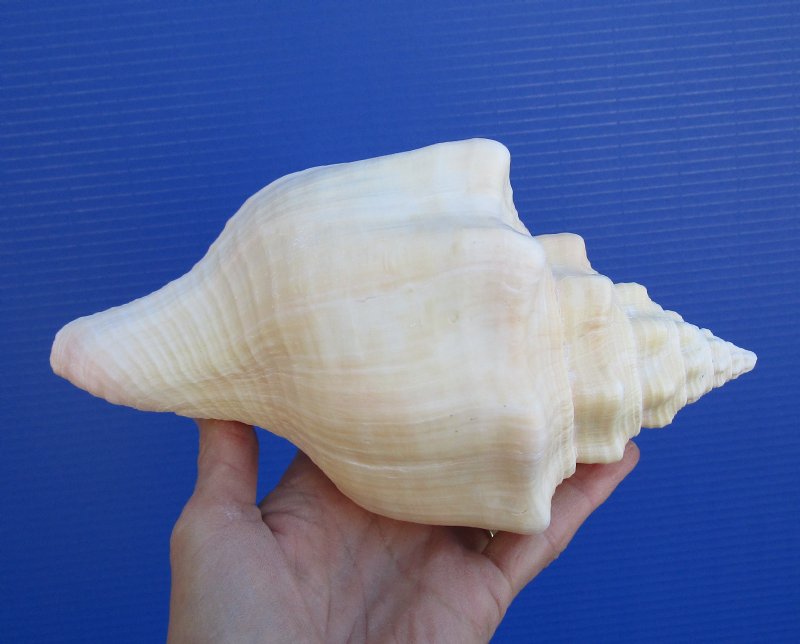 8-1/4 inches Pretty West Indian Chank Shell for Sale