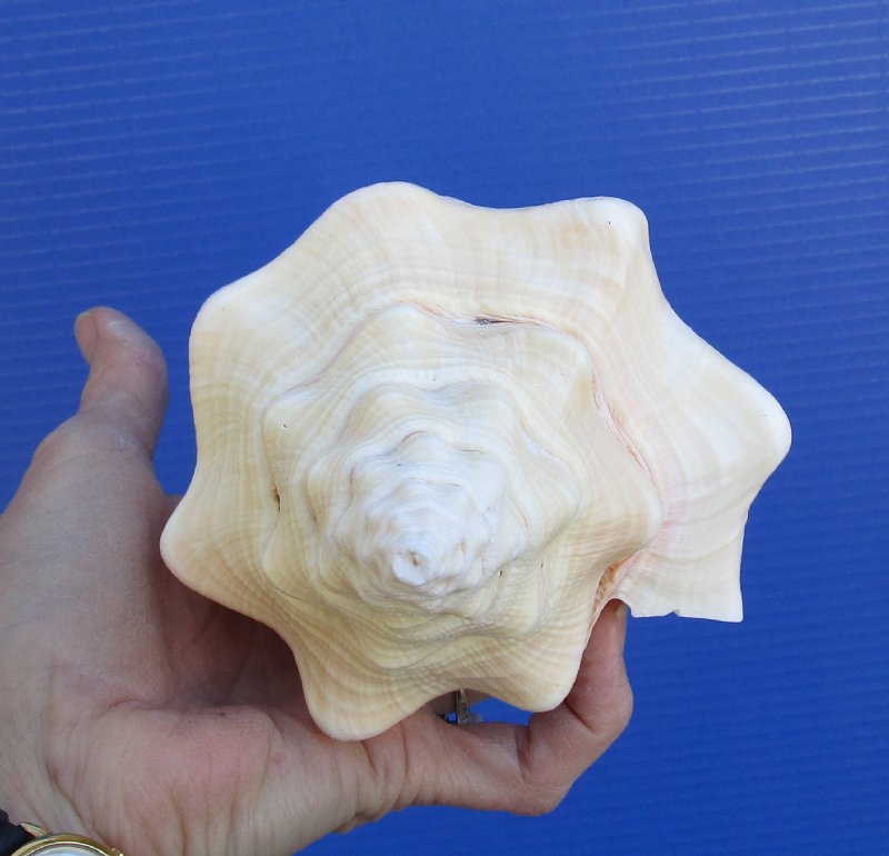 8-1/4 inches Pretty West Indian Chank Shell for Sale