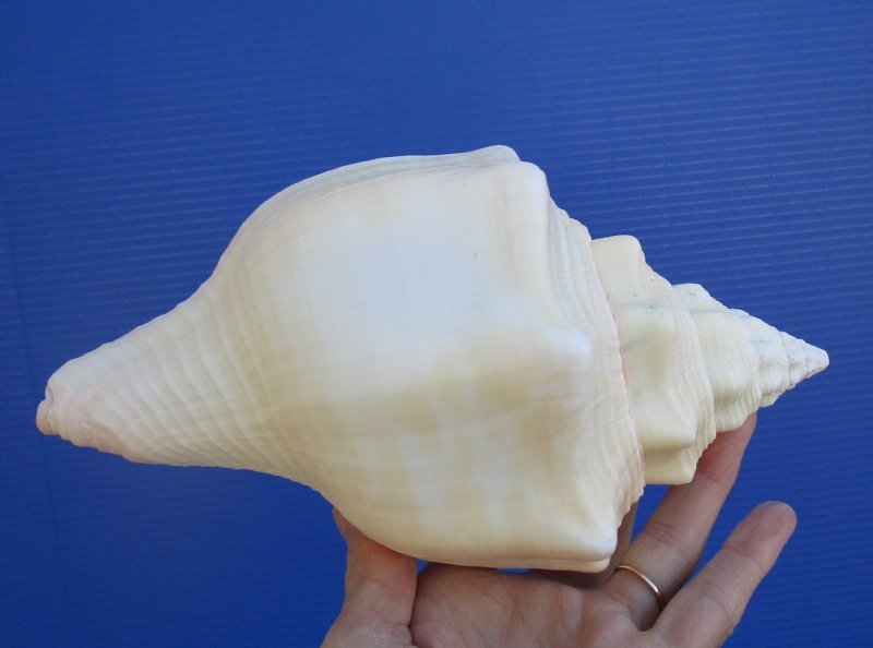 8-1/4 inches West Indian Chank Shell for Sale