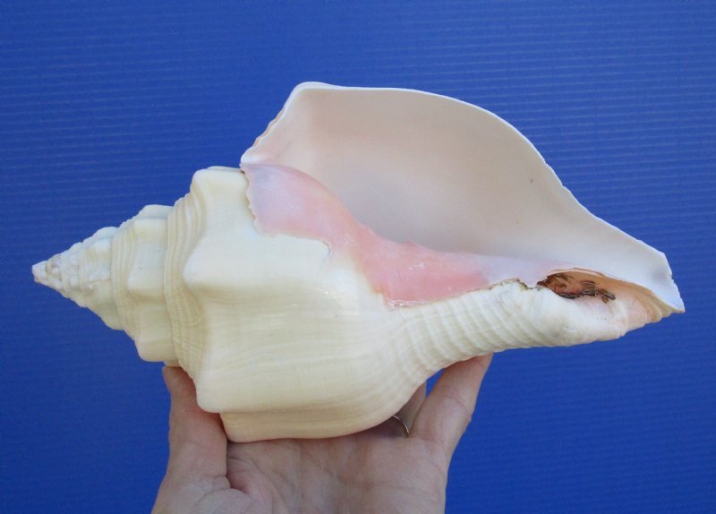 8-1/4 inches West Indian Chank Shell for Sale