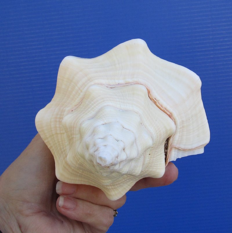 8-1/4 inches West Indian Chank Shell for Sale