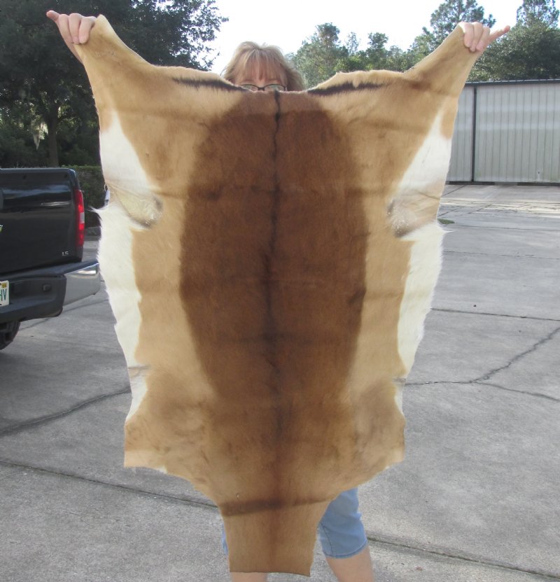 41 by 31 inches African Impala Skin for Sale, Soft Tanned for $49.99