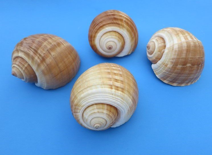 5 to 5-7/8 inches Tonna Galea Shells for Sale, Tonna Olearium $4.80 each
