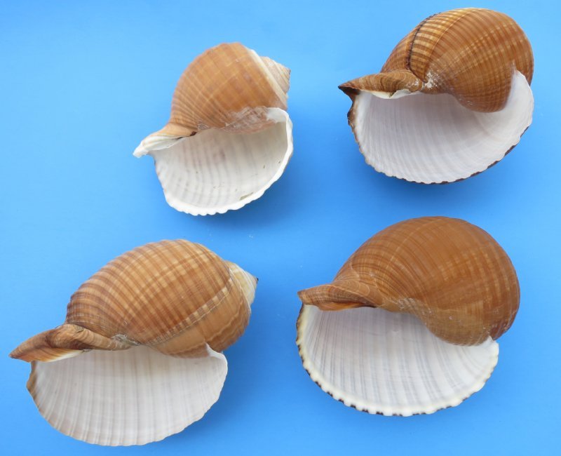 5 to 5-7/8 inches Tonna Galea Shells for Sale, Tonna Olearium $4.80 each