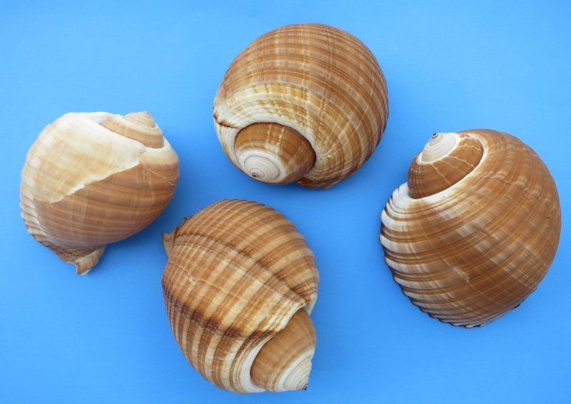 6 to 6-7/8 inches Giant Tun Shell for Sale, Tonna Galea, Tonna Olearium