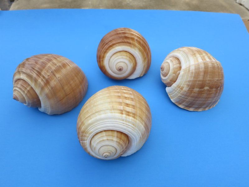 7 inches Wholesale Large Tonna Galea, Giant Tun Shells 24 @ $6.75 each