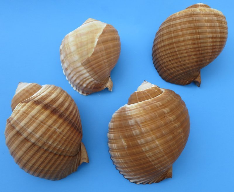 5 to 5-3/4 inches Tonna Galea Shells for Sale in Bulk, Giant Tun Shells