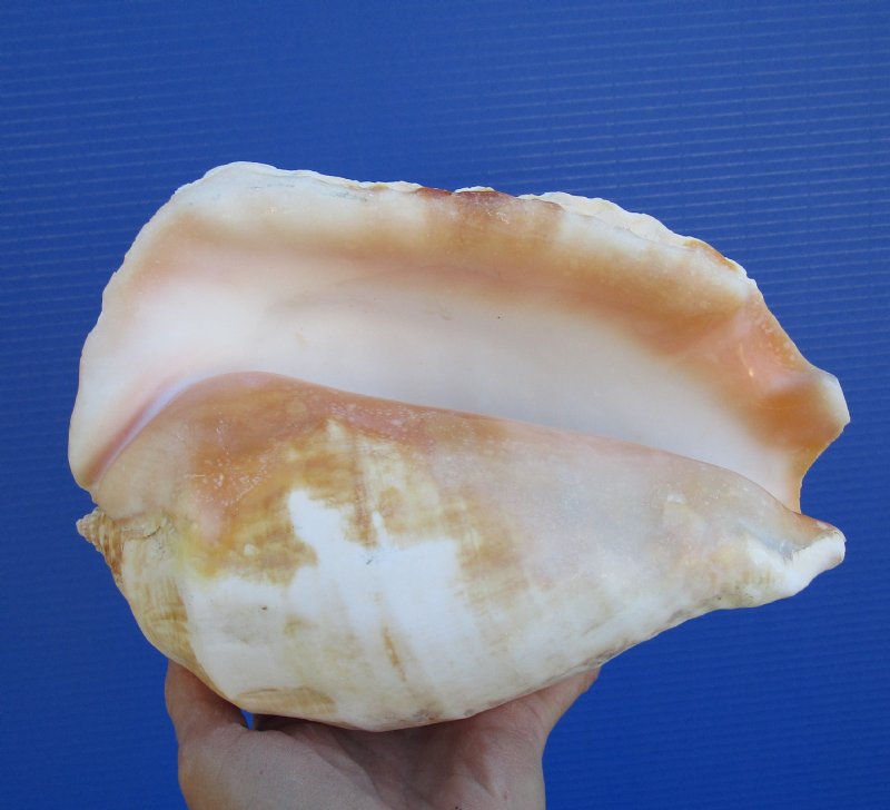 8 by 5-1/2 inches Extra Large Pretty Pacific Giant Conch Shell for Sale
