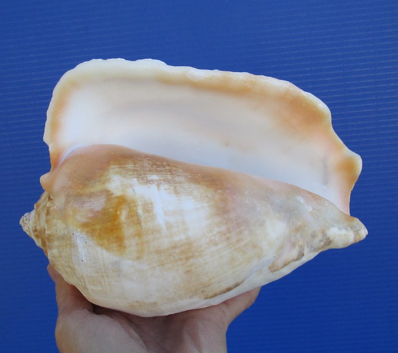 7-1/4 by 5 inches Gorgeous Pacific Giant Conch Shell, a thick brownish ...