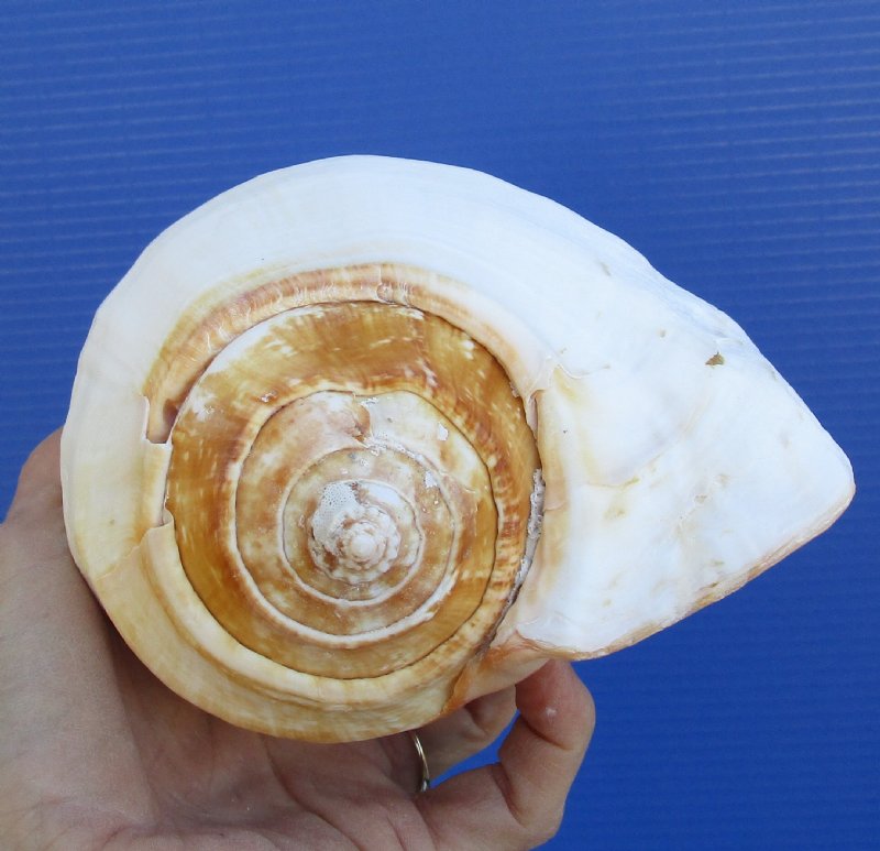 8 by 6 inches Real Pacific Giant Conch Shell for Sale,