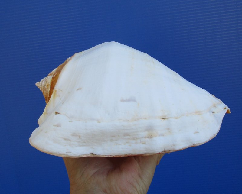 8 by 6 inches Real Pacific Giant Conch Shell for Sale,