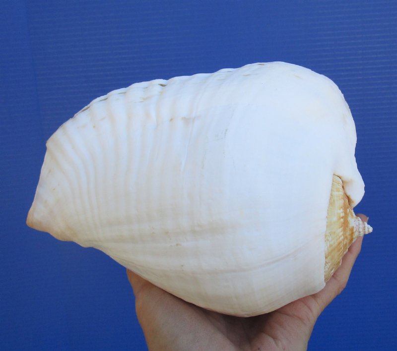 7 by 5-1/4 inches Real Pacific Giant Conch Shell for Sale, a thick heavy