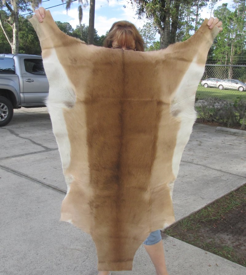 Authentic African Impala Skin for sale - you are buying this skin for ...