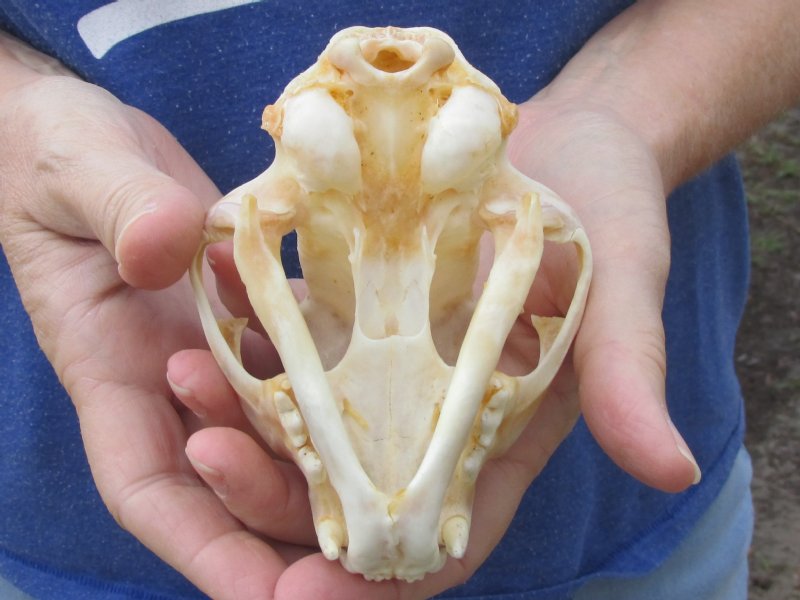 Authentic North American Bobcat Skull for Sale, 4-3/4 inches
