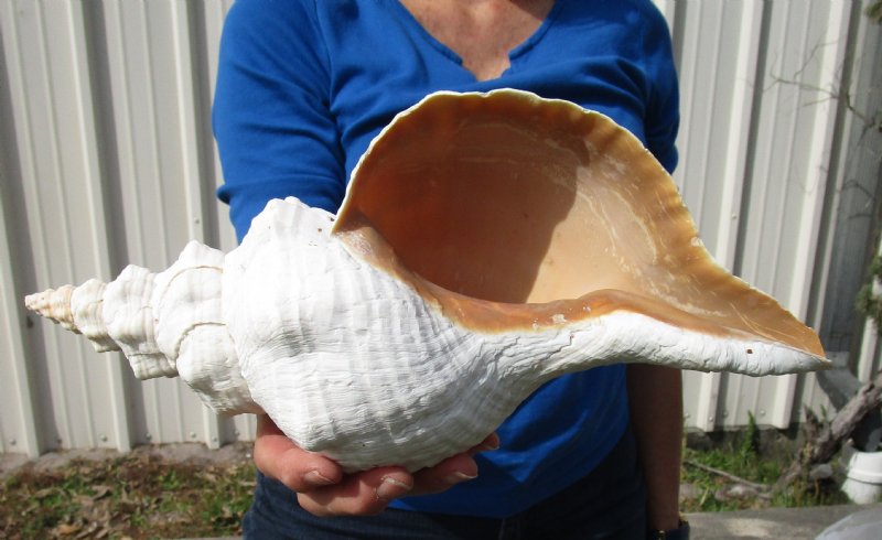 13 by 6-1/4 inches Extra Large Beautiful Horse Conch Shell for Sale, a ...