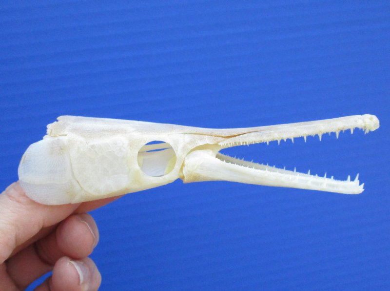 4-7/8 inches long Real Spotted Gar Skull, Professional Cleaned and Whitened