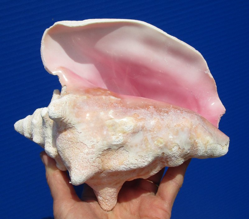 7 by 6-3/4 inches Real Pink Conch Shell for Seashell Decor