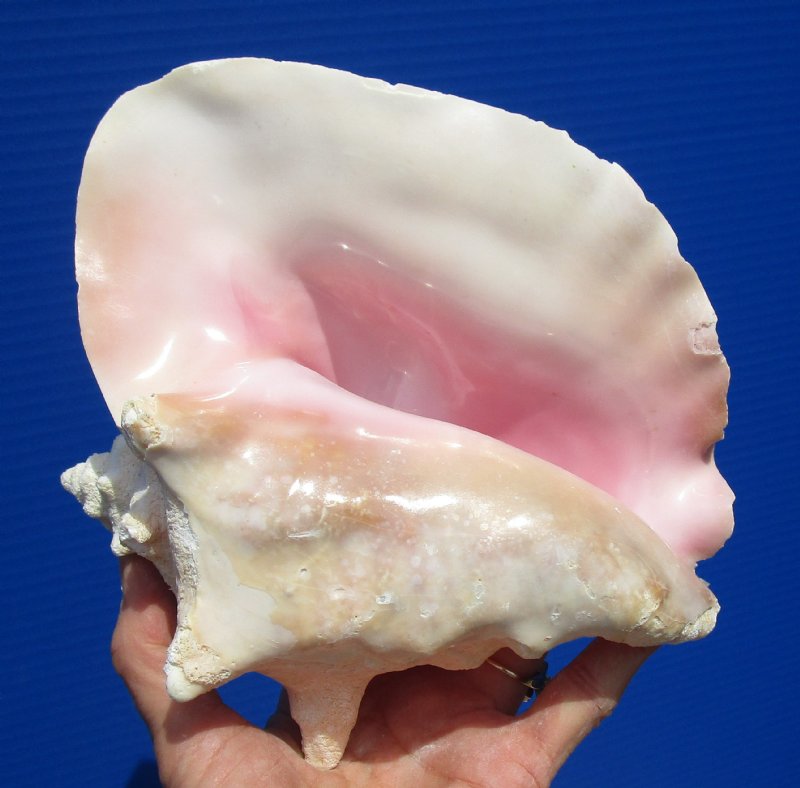 6-3/4 by 7-3/4 inches Queen Conch Shell for Sale, Strombus gigas
