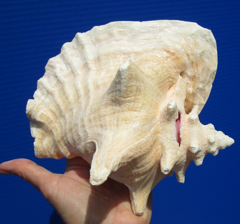 6-3/4 by 7-3/4 inches Queen Conch Shell for Sale, Strombus gigas