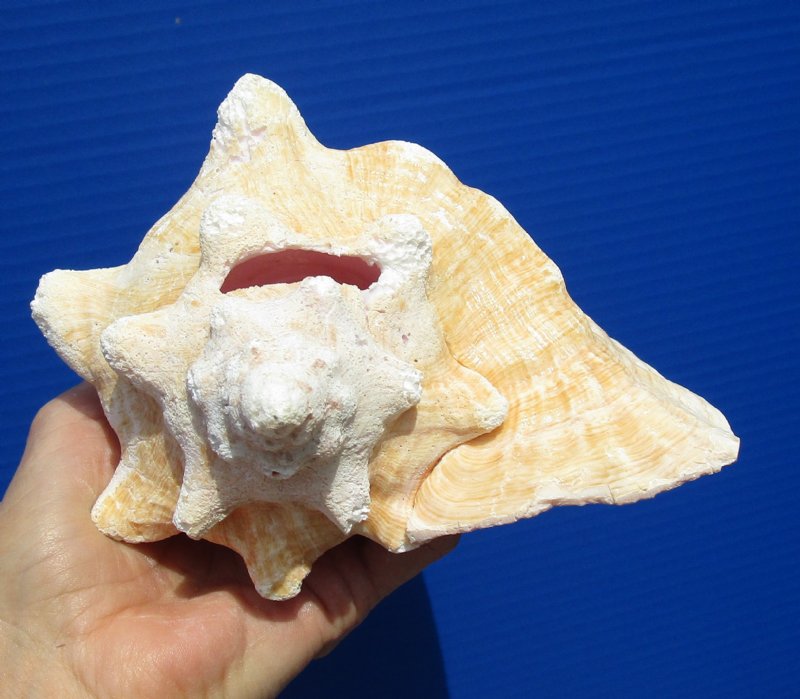 7 by 6-1/2 inches Queen Conch Shell for Sale, a Large Decorative Shell