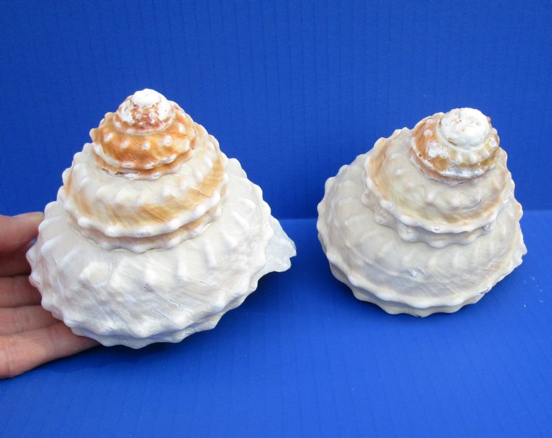 Two Natural Wavy Turban Shells, Astrea Undosa 4-1/4 and 4-1/2 inches