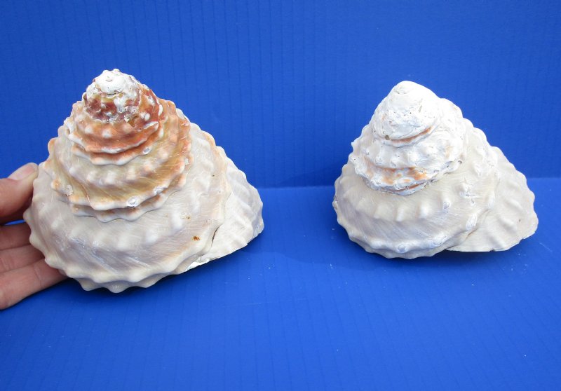 2 Natural Wavy Turban Astrea Undosa Shells, a pyramid shaped shell, 4-1/2