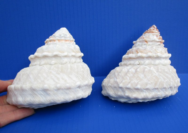 Types Of Spiral Seashells