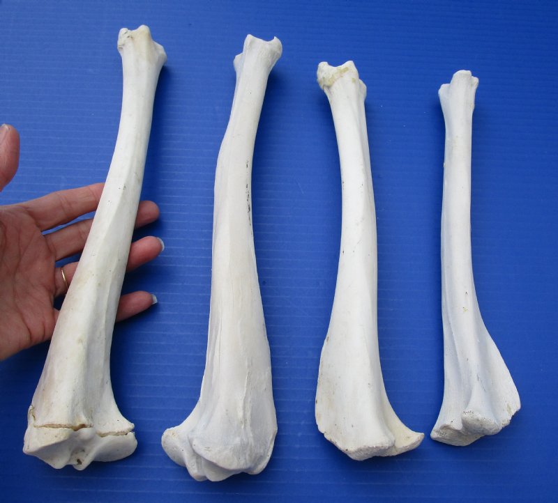 4 Whitetail Deer Leg Bones For Sale 10 3 4 To 12 1 4 Inches 4-whitetail-deer-leg-bones-for-sale-10-3-4-to-12-1-4-inches