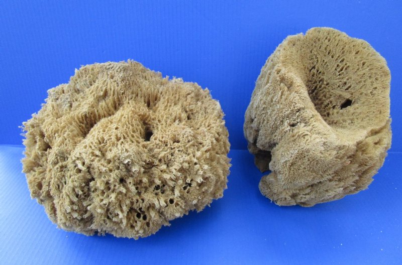 2 Large Sun Dried Natural Sea Sponges 10 and 8-1/2 inches wide