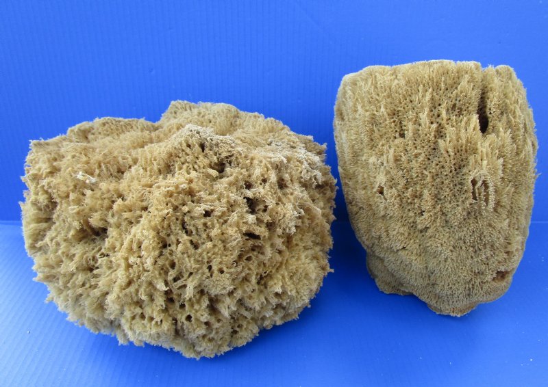 2 Large Sun Dried Natural Sea Sponges 10 and 8-1/2 inches wide