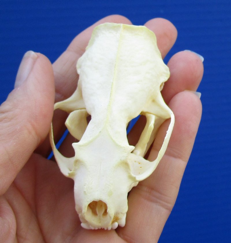 2-3/4 inches American Mink Skull for Sale