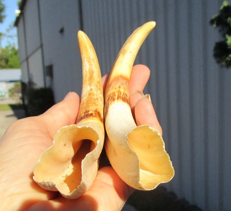 7 Inches Pair Of African Warthog Tusks For Carving