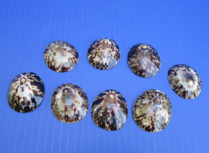1-1/4 to 2 inches Wholesale Polished Brown Limpet Shell